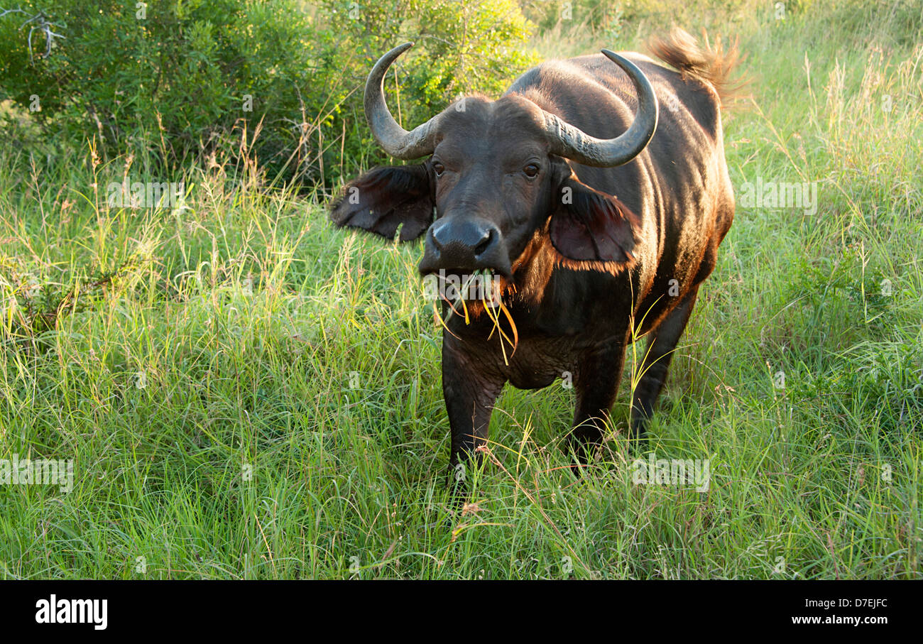 Buffalo in the bush in Thanda Game Reserve, South Africa Stock Photo ...