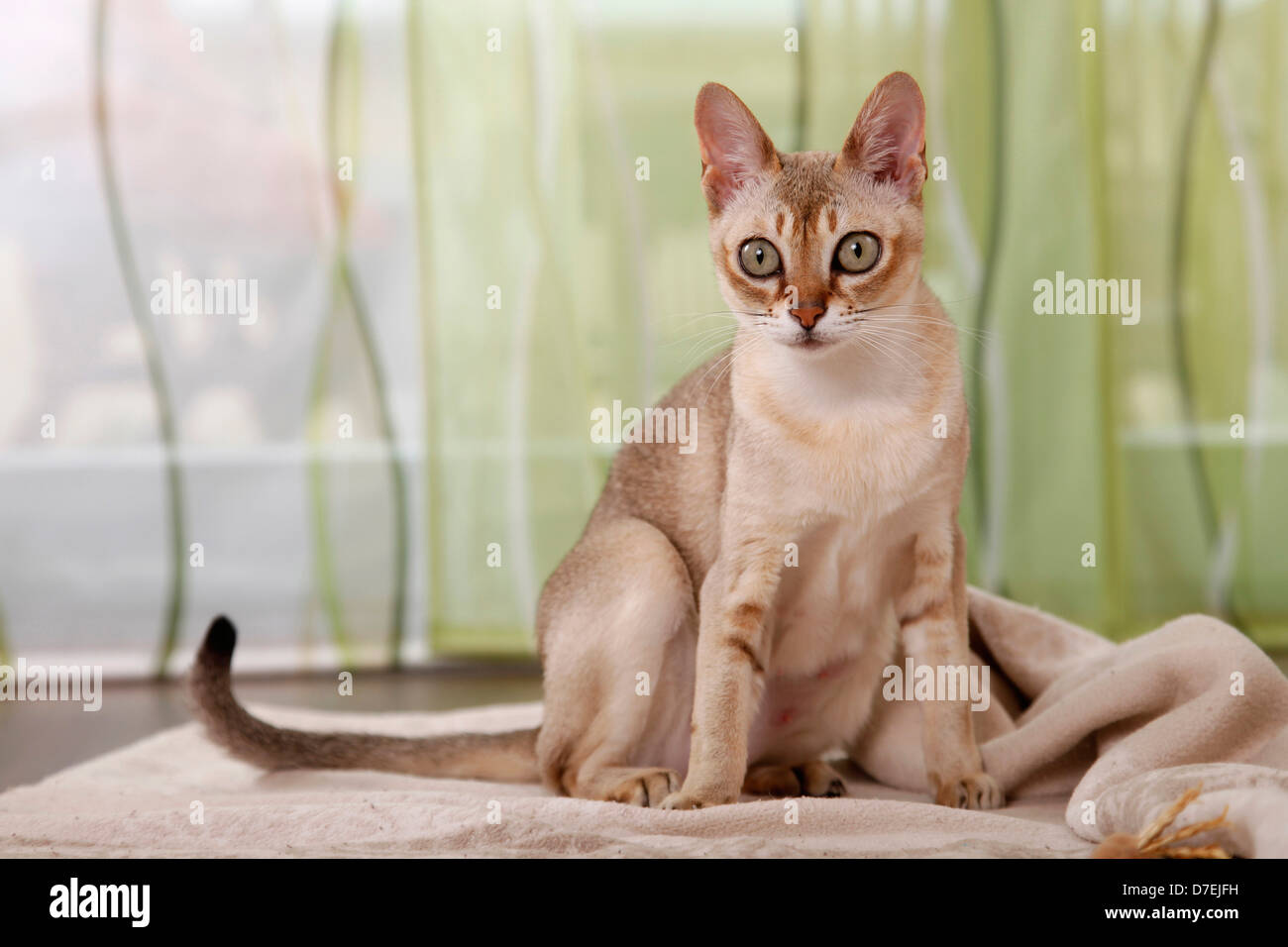 Singapura cat sitting hi-res stock photography and images - Alamy