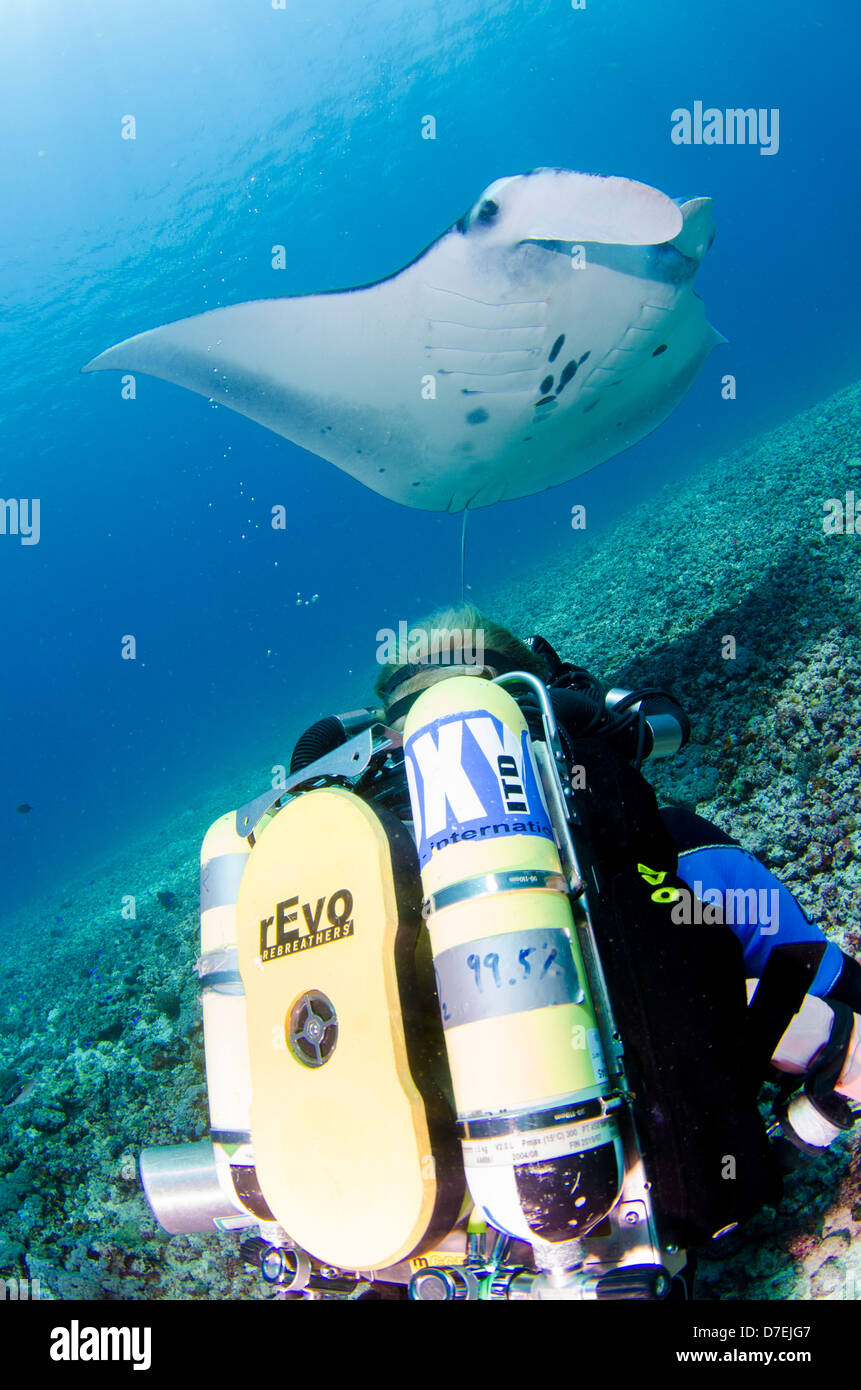 Manta ray and a scuba diver using a closed circuit rebreather, Karang ...