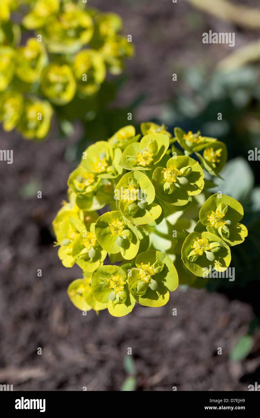 Yellow Euphorbia flower Stock Photo - Alamy