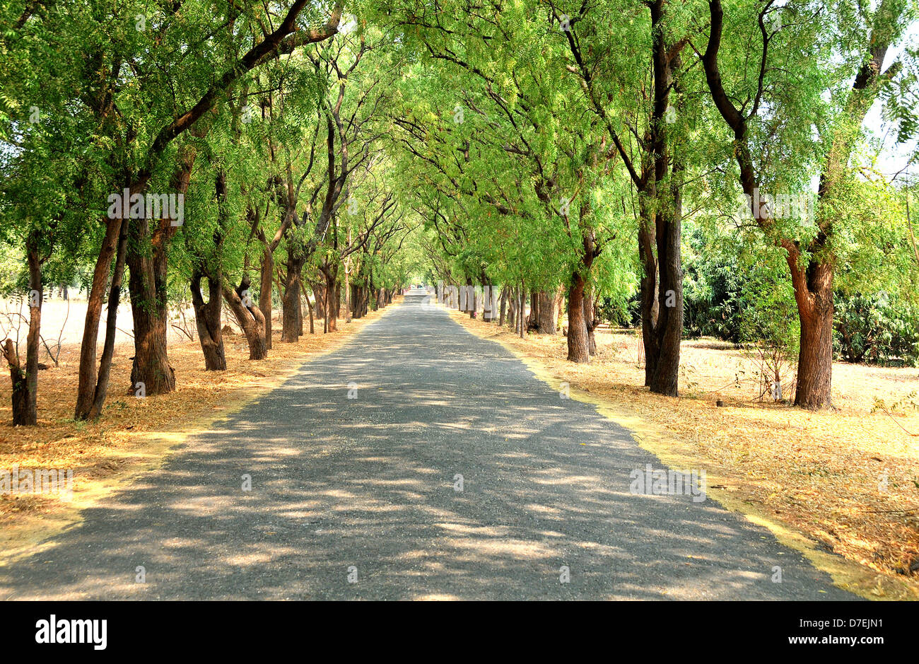 road scene, Bagan ,Myanmar Stock Photo - Alamy