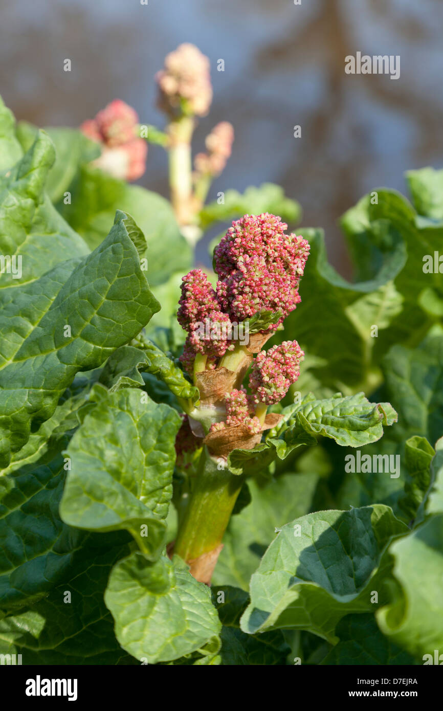 Rhubarb flowers hi-res stock photography and images - Alamy