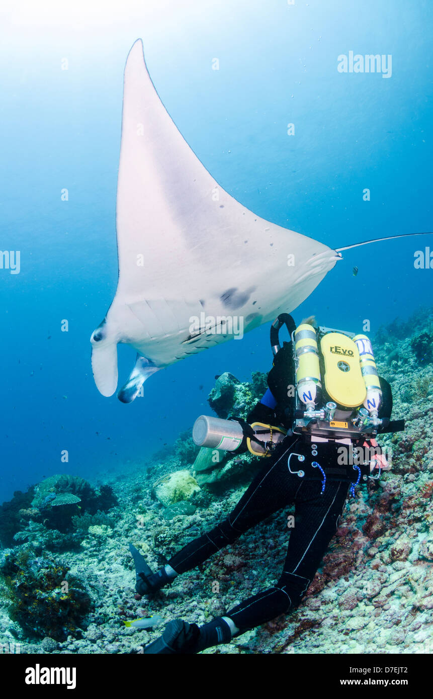 Manta ray and a scuba diver using a closed circuit rebreather, Karang ...