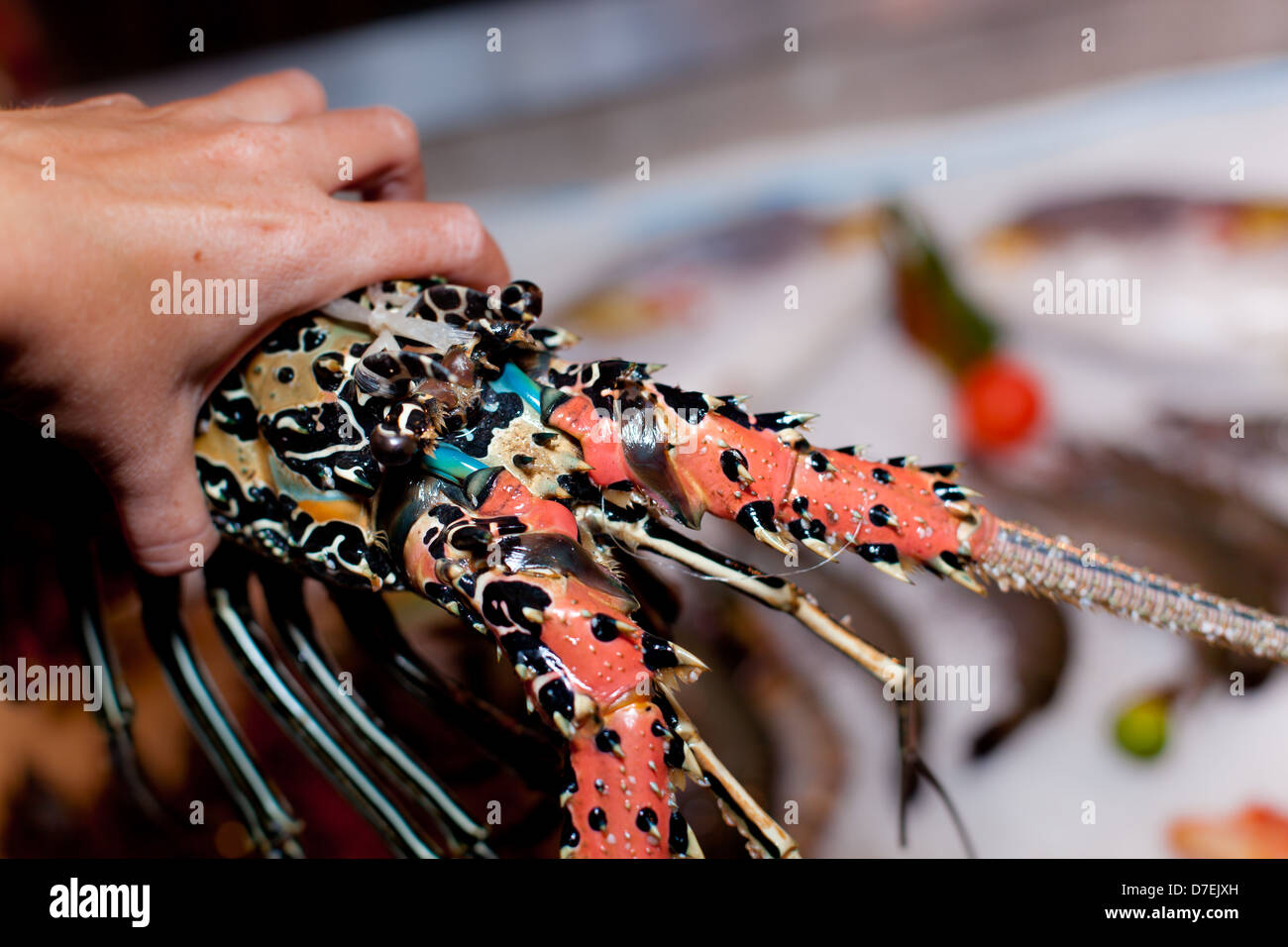Lobsters in fish market hi-res stock photography and images - Alamy