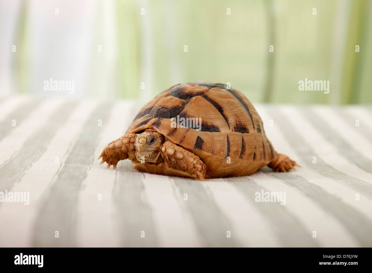 Egyptian tortoises hi-res stock photography and images - Alamy