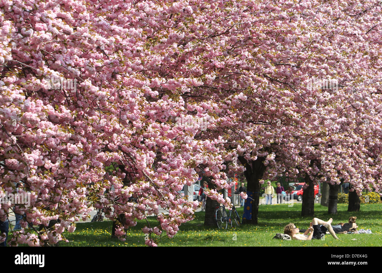 Passers-by lie under trees in full bloom on a meadow in Leipzig ...