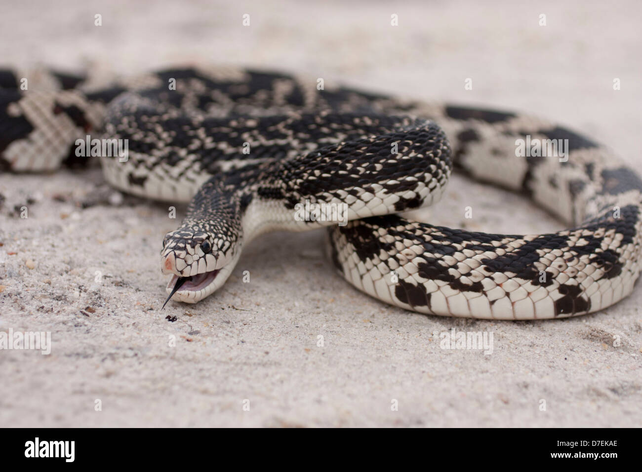 Black and white snake hi-res stock photography and images - Alamy
