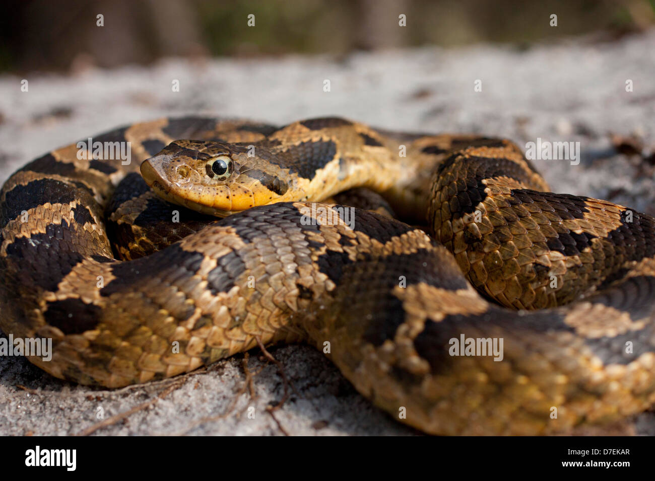 Spreading adder hi-res stock photography and images - Alamy