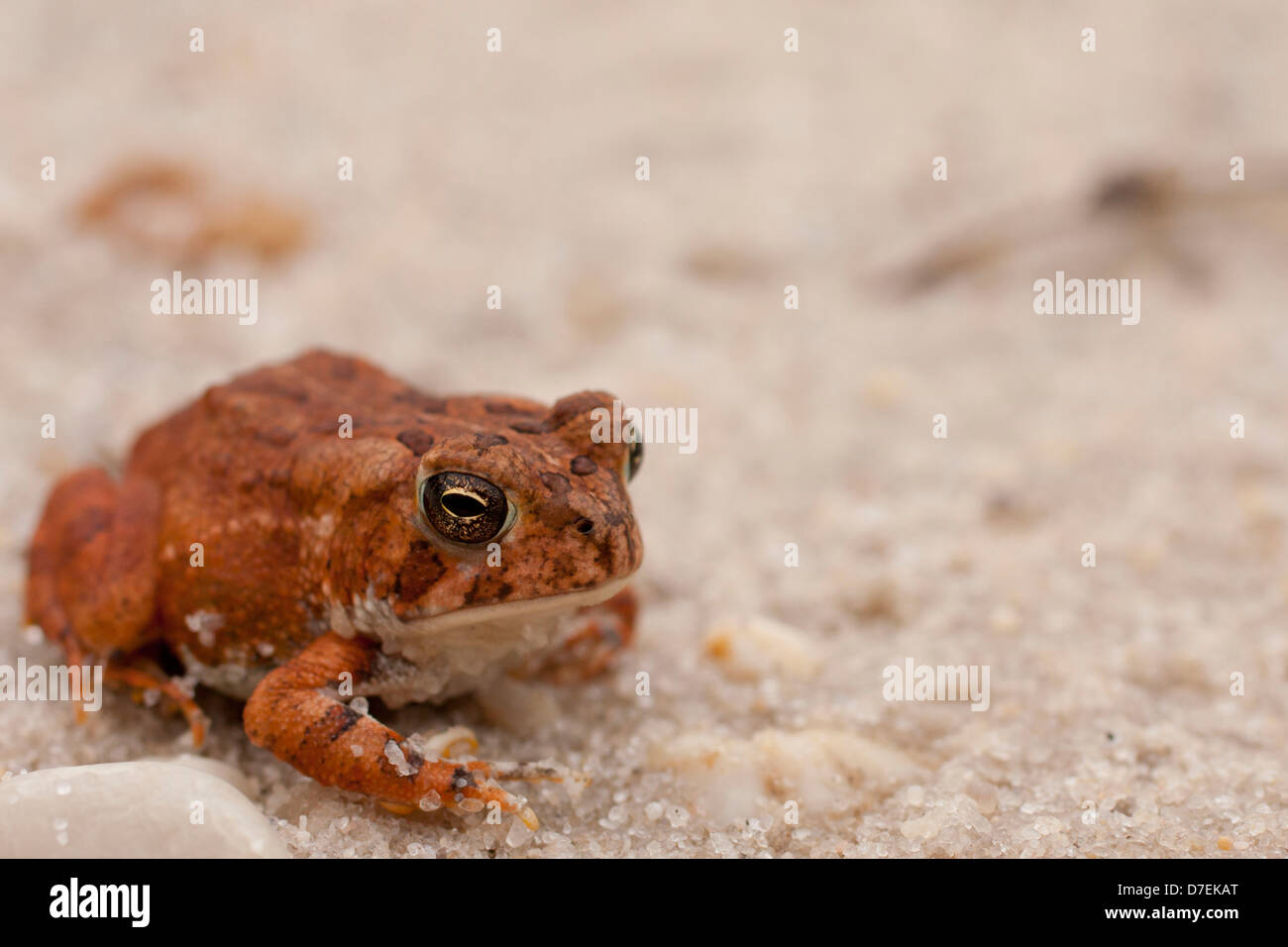Fowlers toad jump hi-res stock photography and images - Alamy