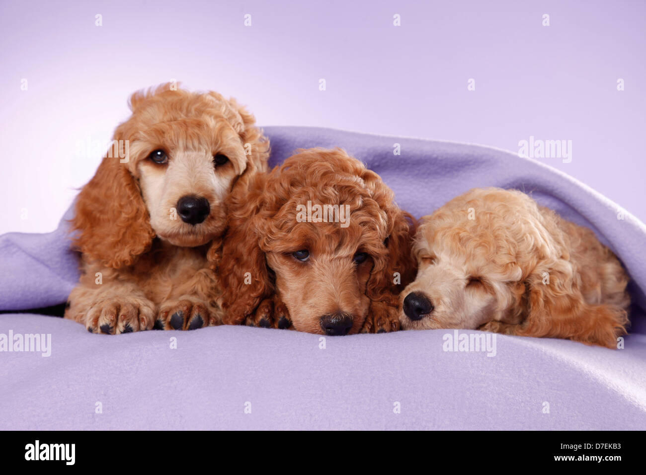 Three poodles hi-res stock photography and images - Alamy
