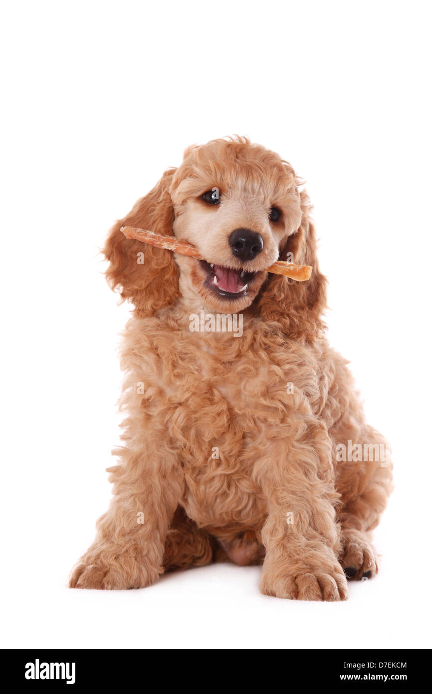 Royal poodle Cut Out Stock Images & Pictures - Alamy