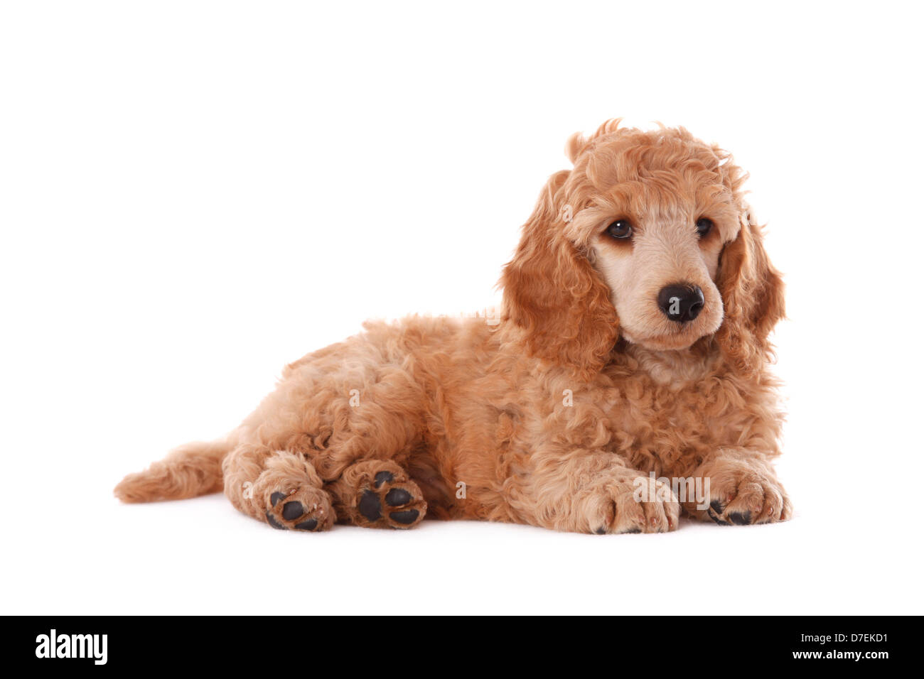 Royal poodle Cut Out Stock Images & Pictures - Alamy