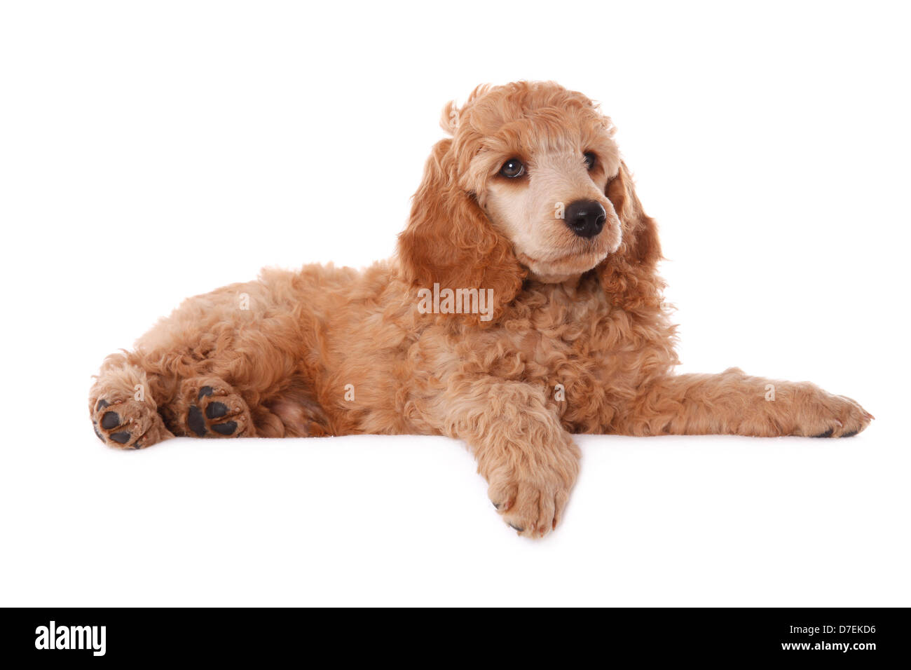 Royal poodle Cut Out Stock Images & Pictures - Alamy