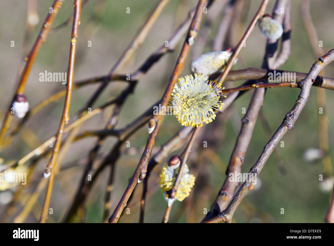 Goat Willow twigs in spring evening Stock Photo - Alamy