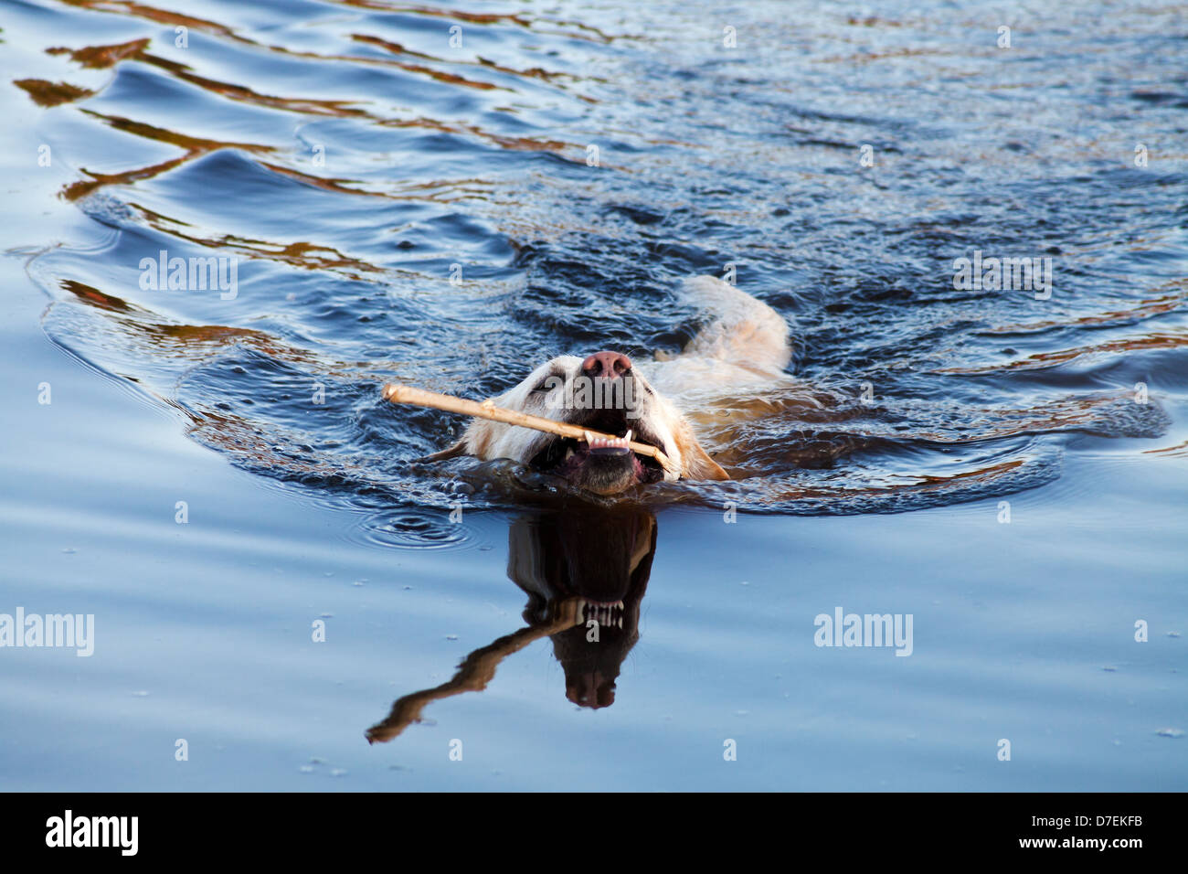 Labrador stick river hi-res stock photography and images - Alamy