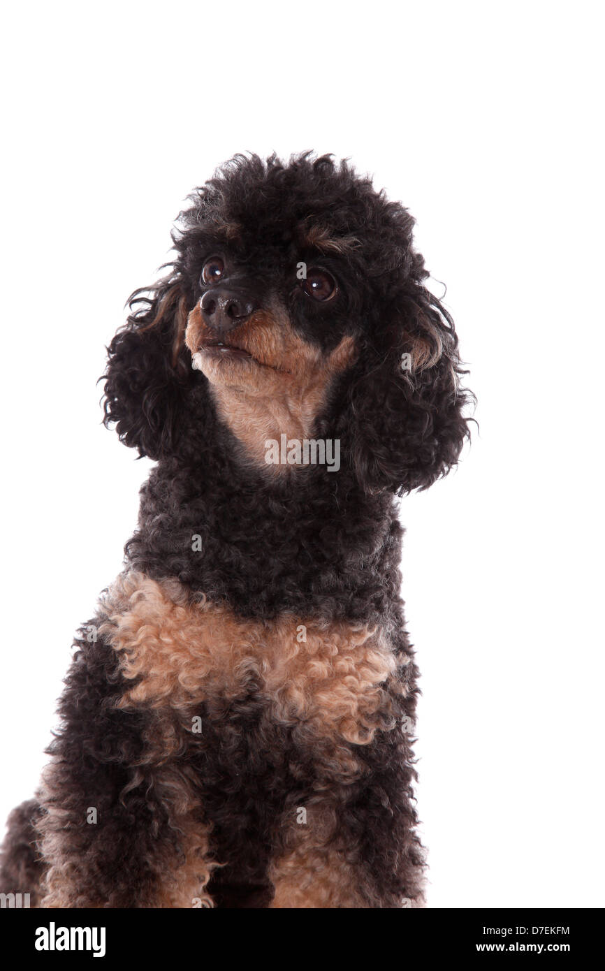 Miniature Poodle Portrait Stock Photo - Alamy