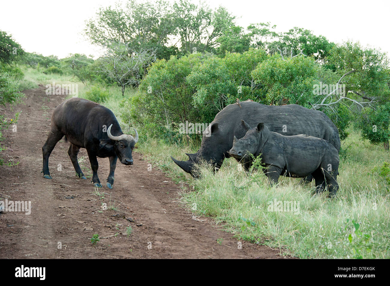 Scared Buffalo High Resolution Stock Photography and Images - Alamy