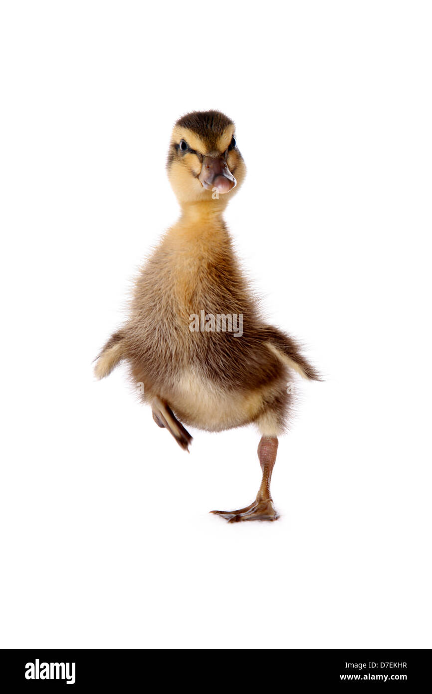 Indian run ducks hi-res stock photography and images - Alamy