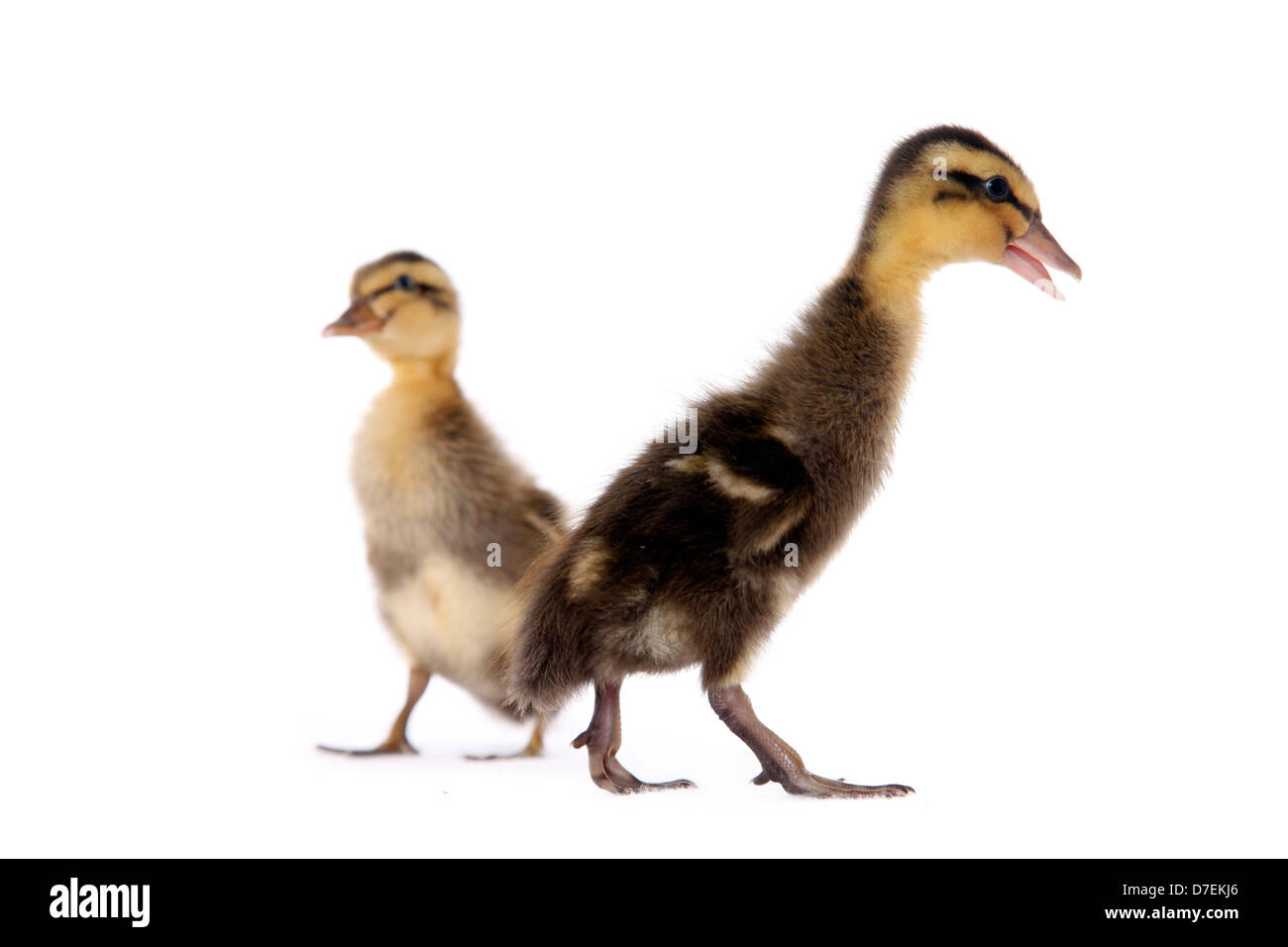 Ducks walking Cut Out Stock Images & Pictures - Alamy