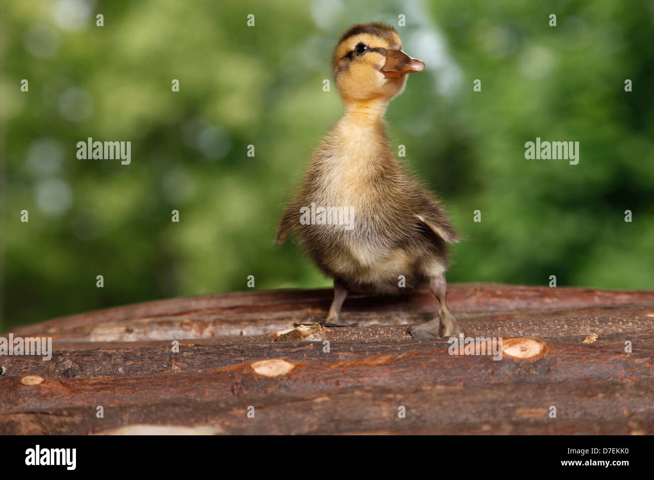 Indian runner duck Stock Photo - Alamy