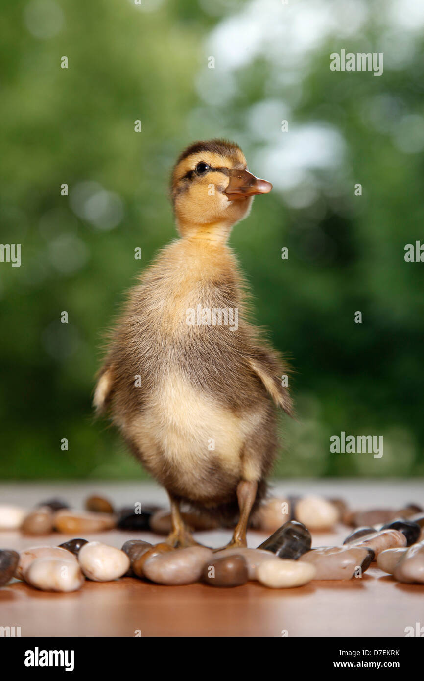 Indian runner duck Stock Photo - Alamy
