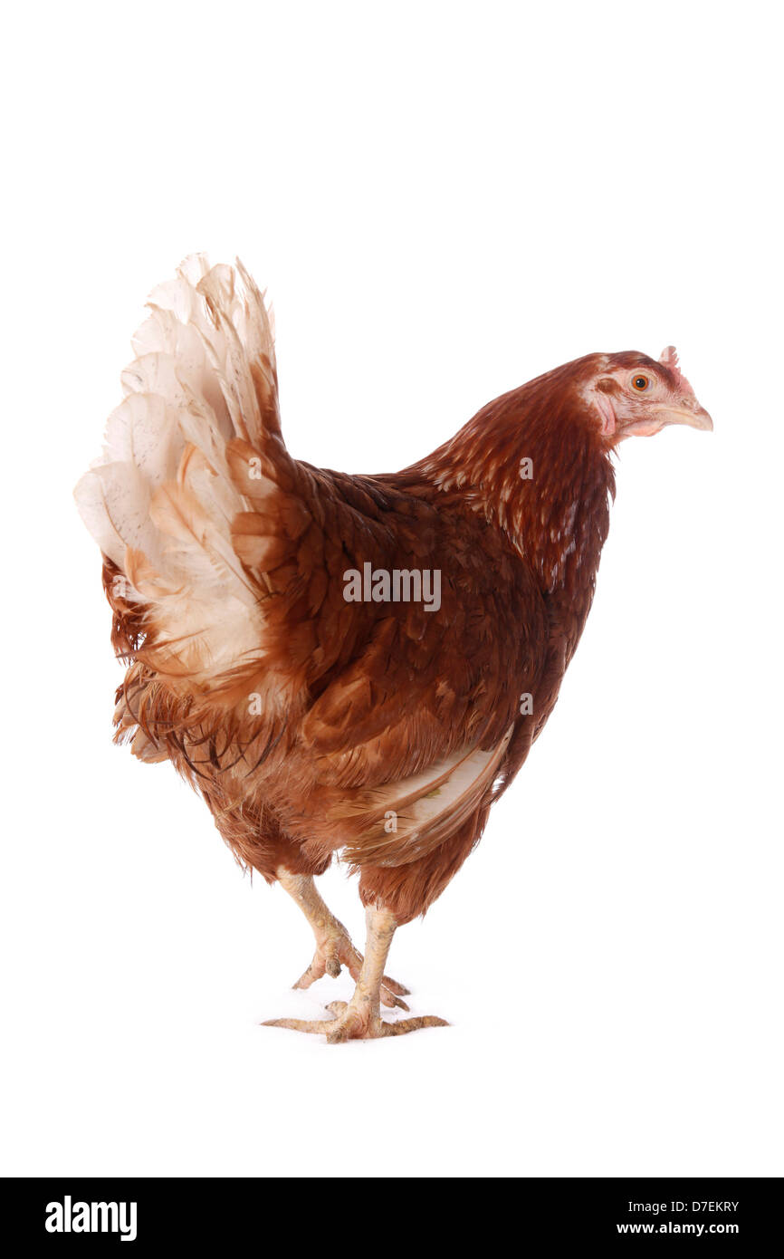 Size of a hen hi-res stock photography and images - Alamy