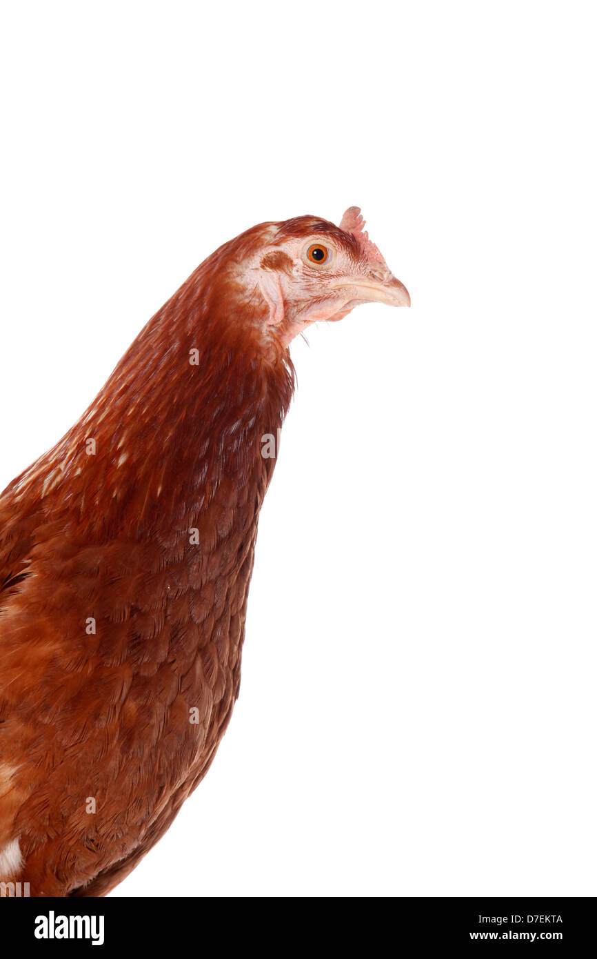 Isa brown hen hi-res stock photography and images - Alamy