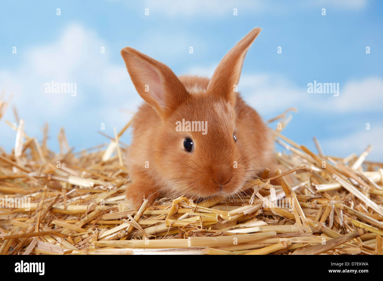Young red new zealand rabbit hi-res stock photography and images - Alamy