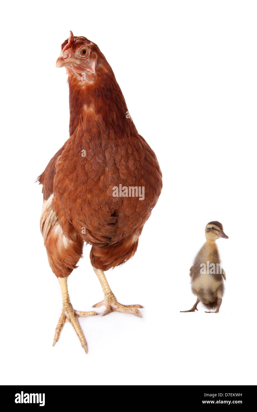 Female indian runner duck hi-res stock photography and images - Alamy