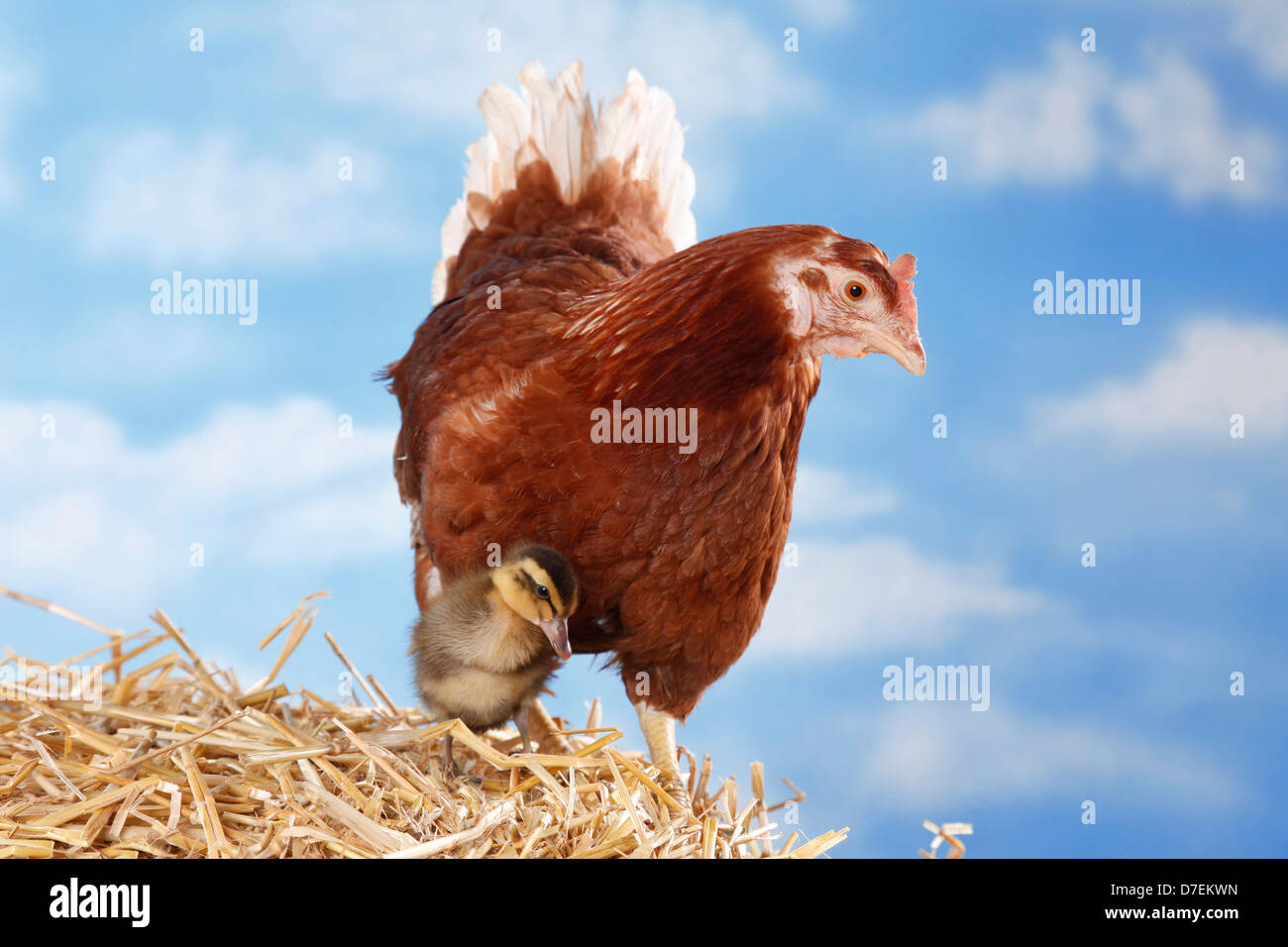 Clucking hen and fledglings hi-res stock photography and images - Alamy