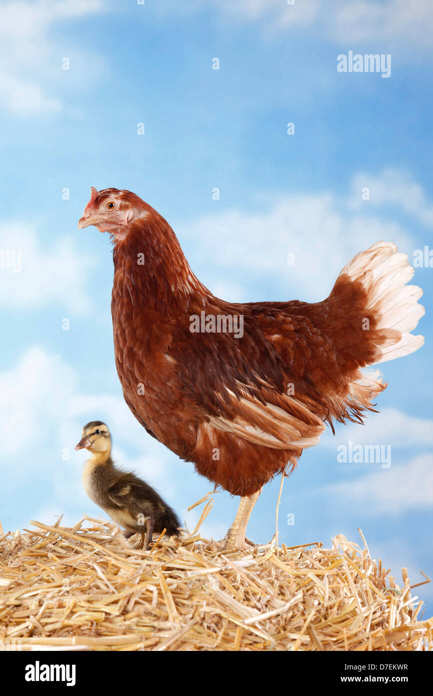 Female indian runner duck hi-res stock photography and images - Alamy