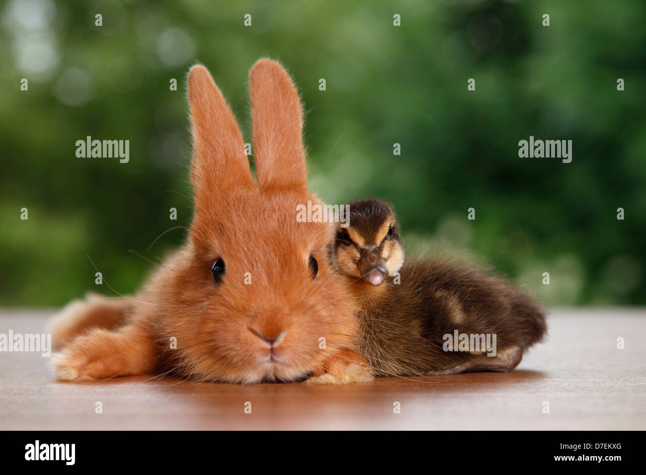 rabbit and duck Stock Photo - Alamy