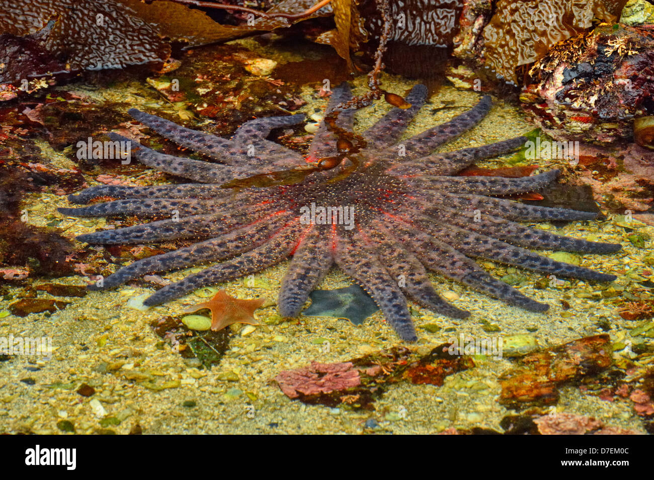 Sunflower star Pycnopodia helianthoides Haida Gwaii Queen Charlotte ...
