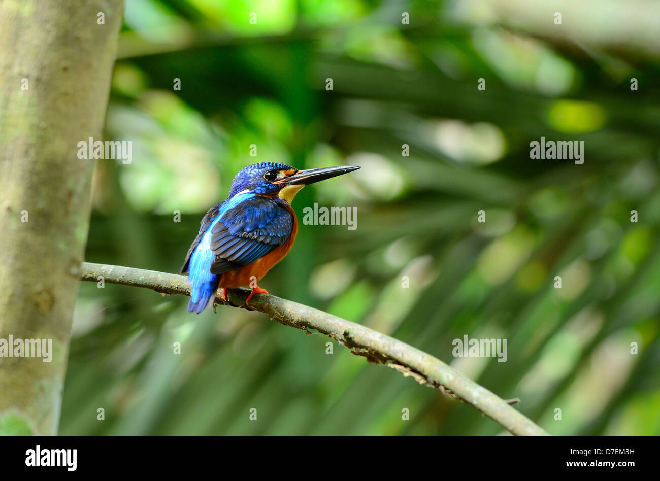 beautiful male blue-eared kingfisher (Alcedo meninting) sitting on ...