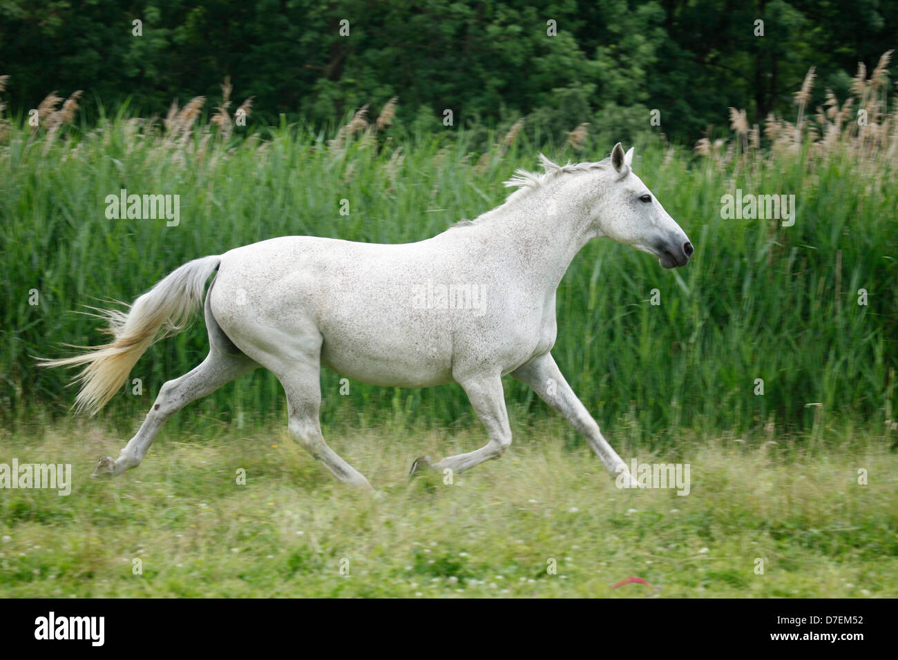 White horse animal trotting hi-res stock photography and images - Alamy