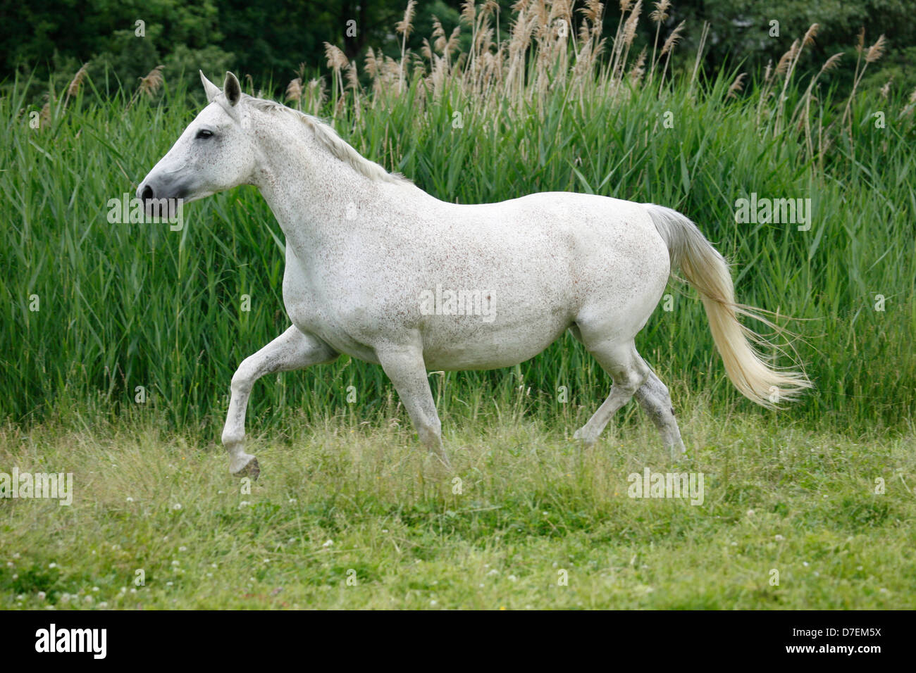 White horse animal trotting hi-res stock photography and images - Alamy