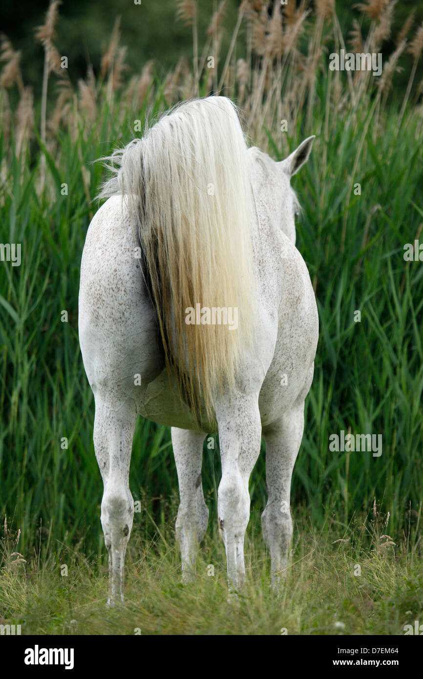 Horse tail reed hi-res stock photography and images - Alamy