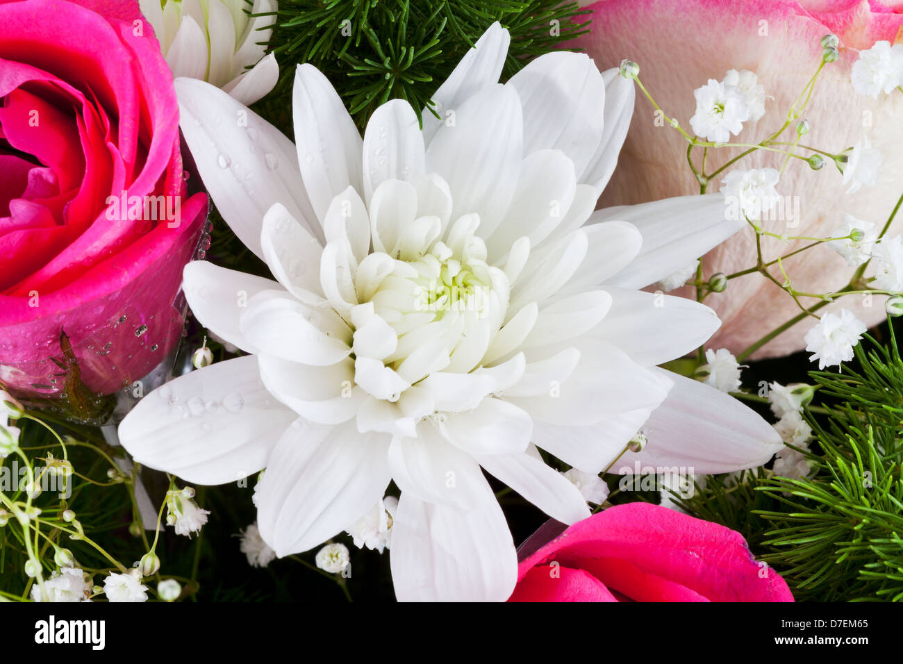 white chrysanth in flower bouquet with pink roses Stock Photo - Alamy