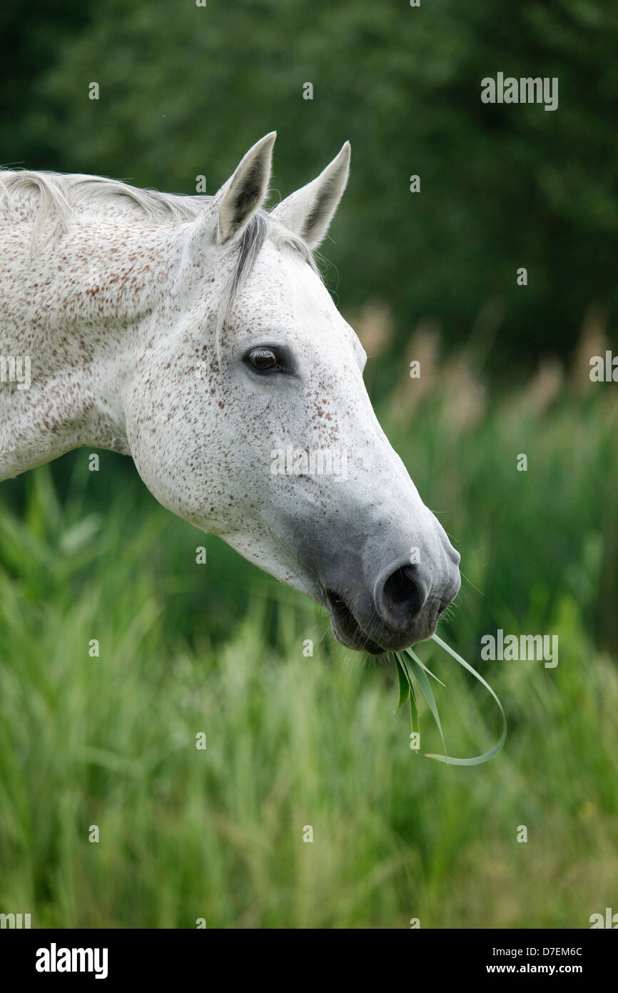 Blood rushes to head hi-res stock photography and images - Alamy