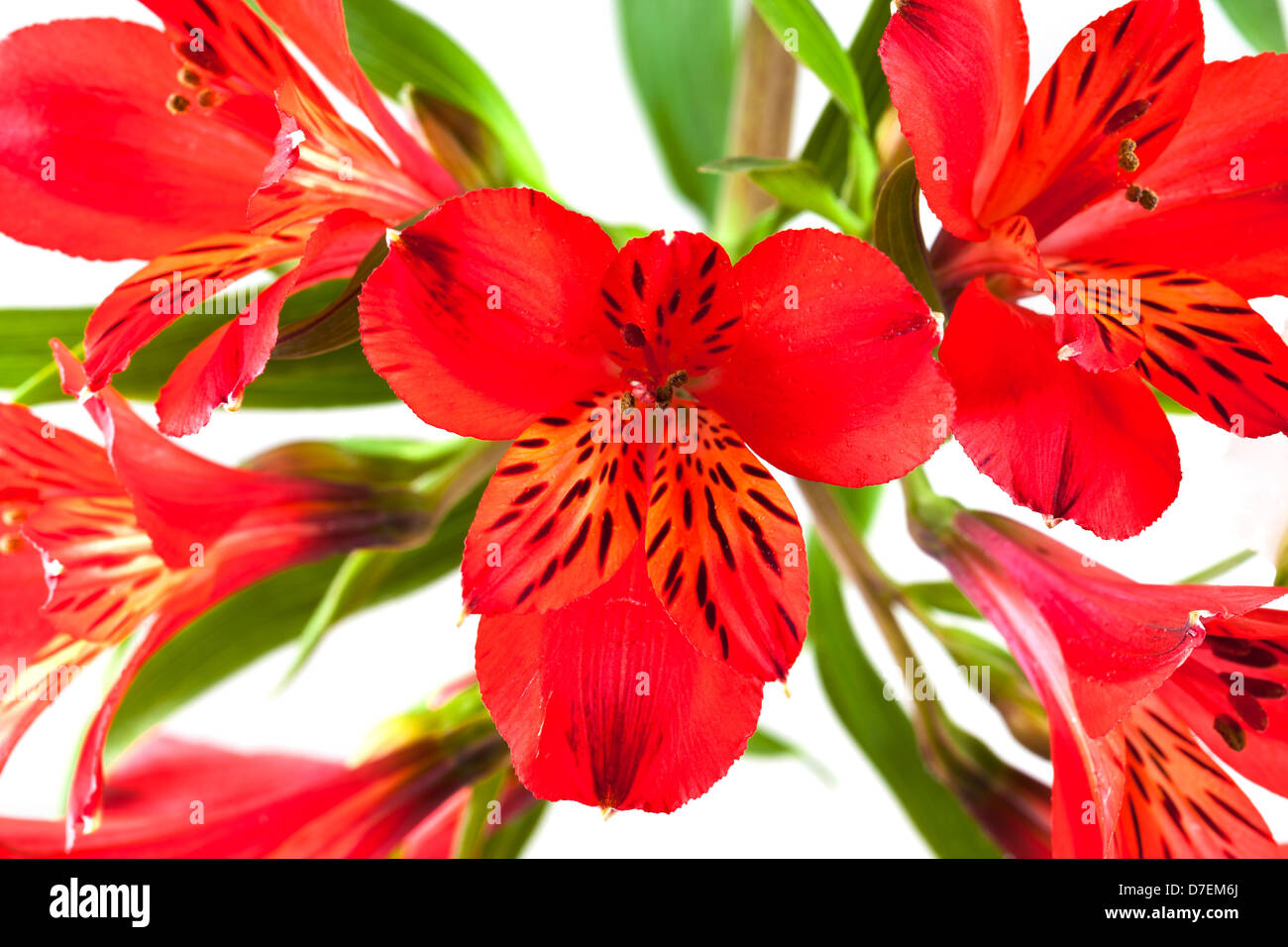 bouquet from several red alstroemeria flowers isolated on white ...