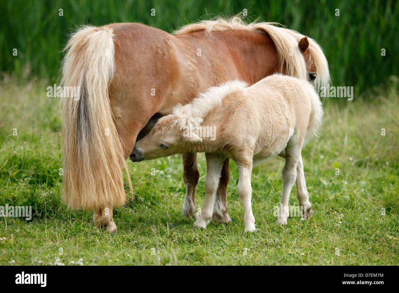 Miniature Shetland Ponies Stock Photo - Alamy