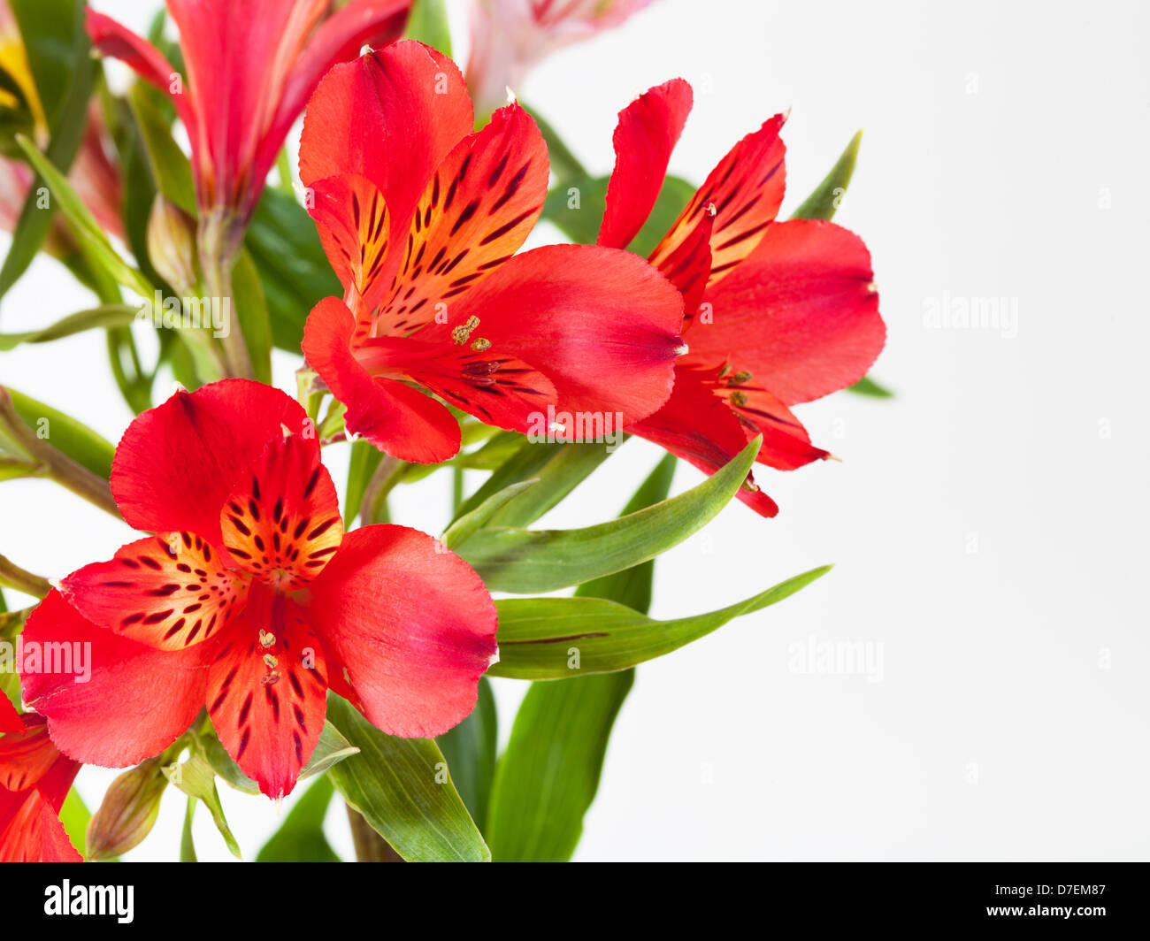 bouquet from red alstroemeria flowers isolated on white background ...