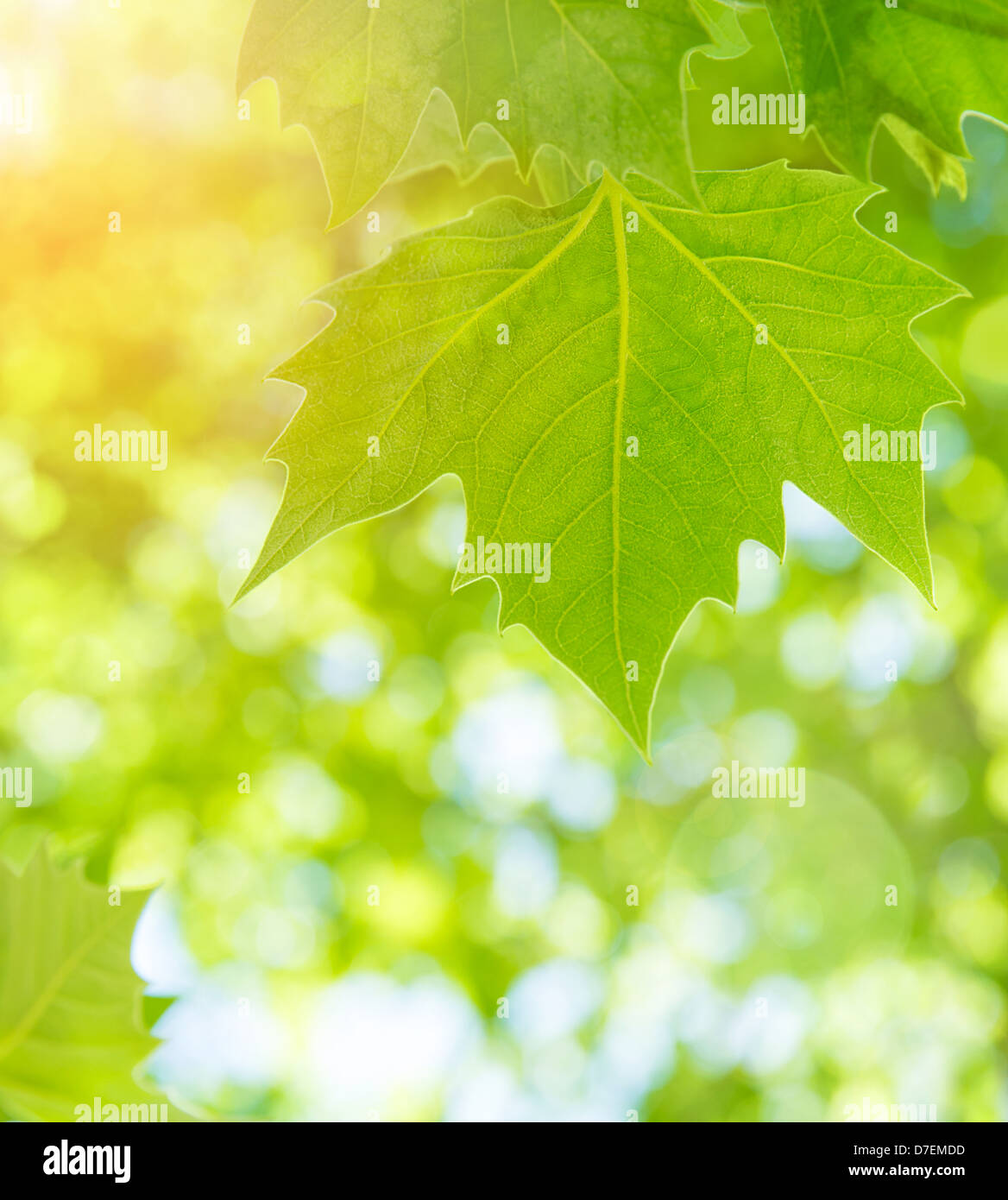 Fresh green maple leaves over blurred foliage background, sun light ...