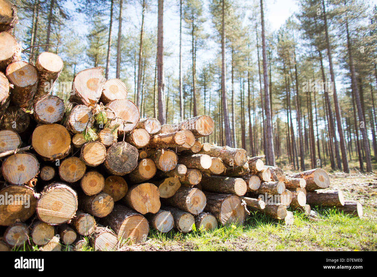 Freshly cut logs and timber felled in Pembrey Country Park, Llanelli ...