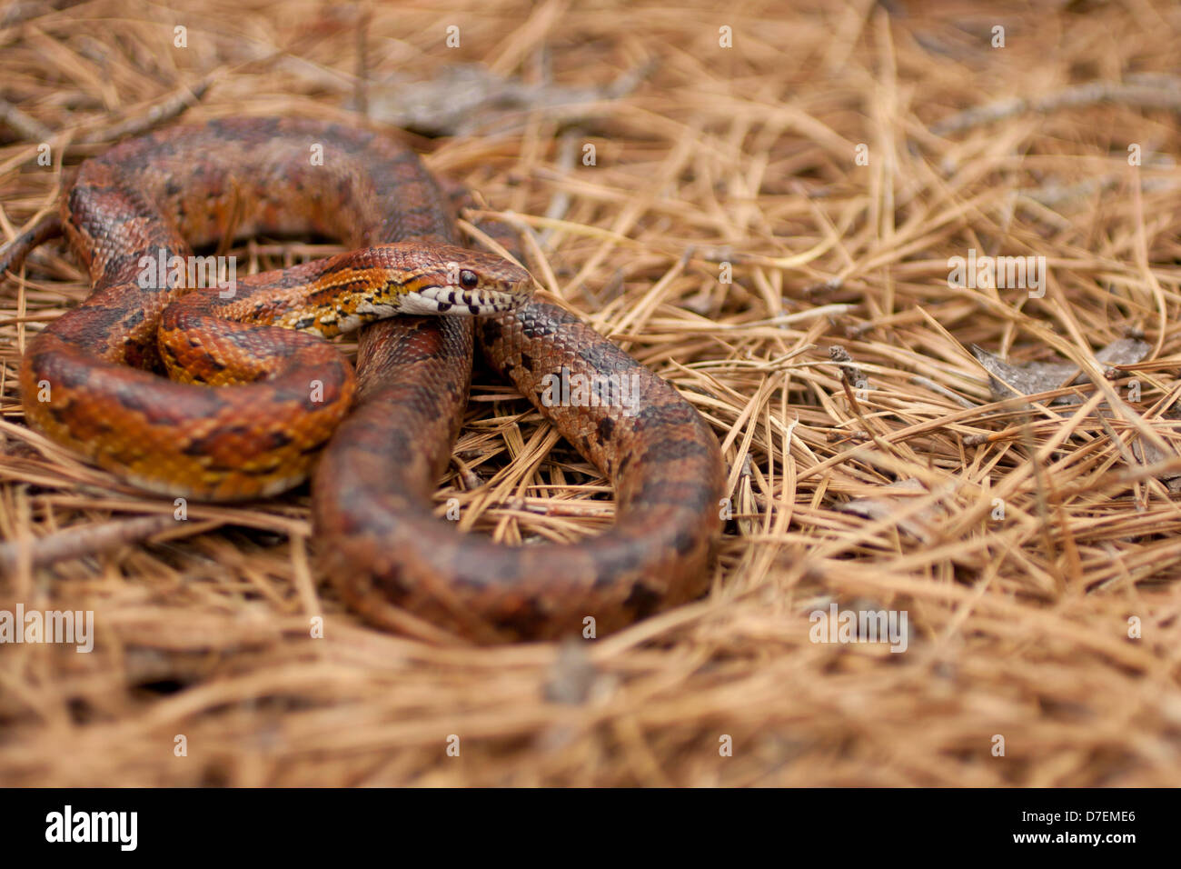 Cornsnake hi-res stock photography and images - Alamy