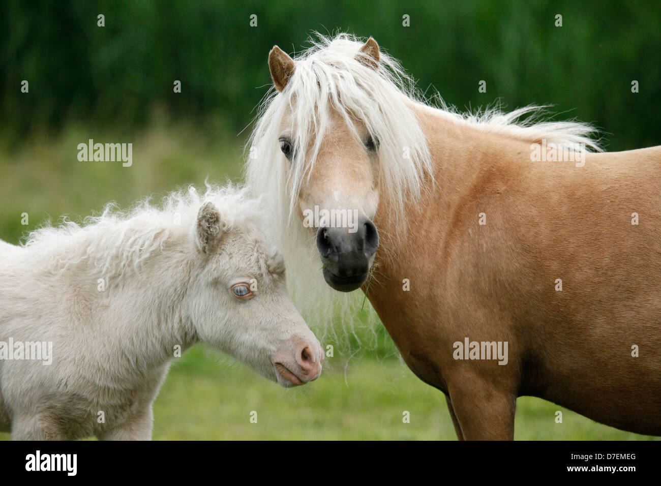 Miniature Shetland Ponies Stock Photo - Alamy