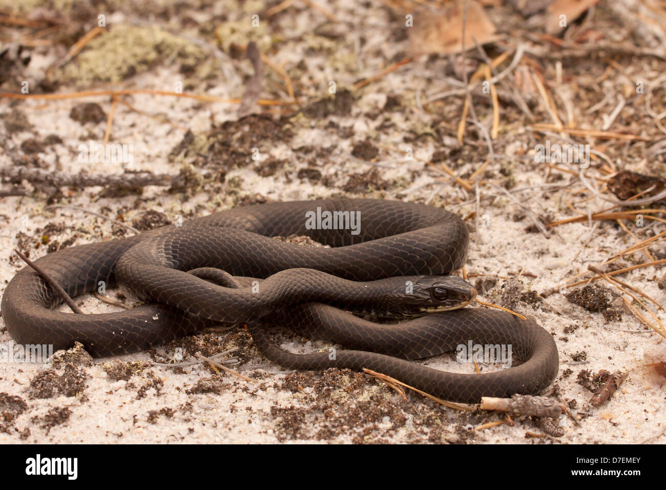 Northern black racer - Coluber constrictor constrictor Stock Photo - Alamy