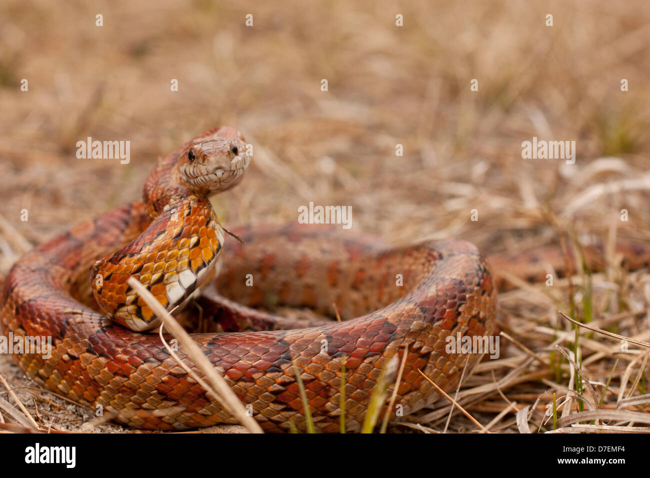 Striking Serpent Stock Photos & Striking Serpent Stock Images - Alamy