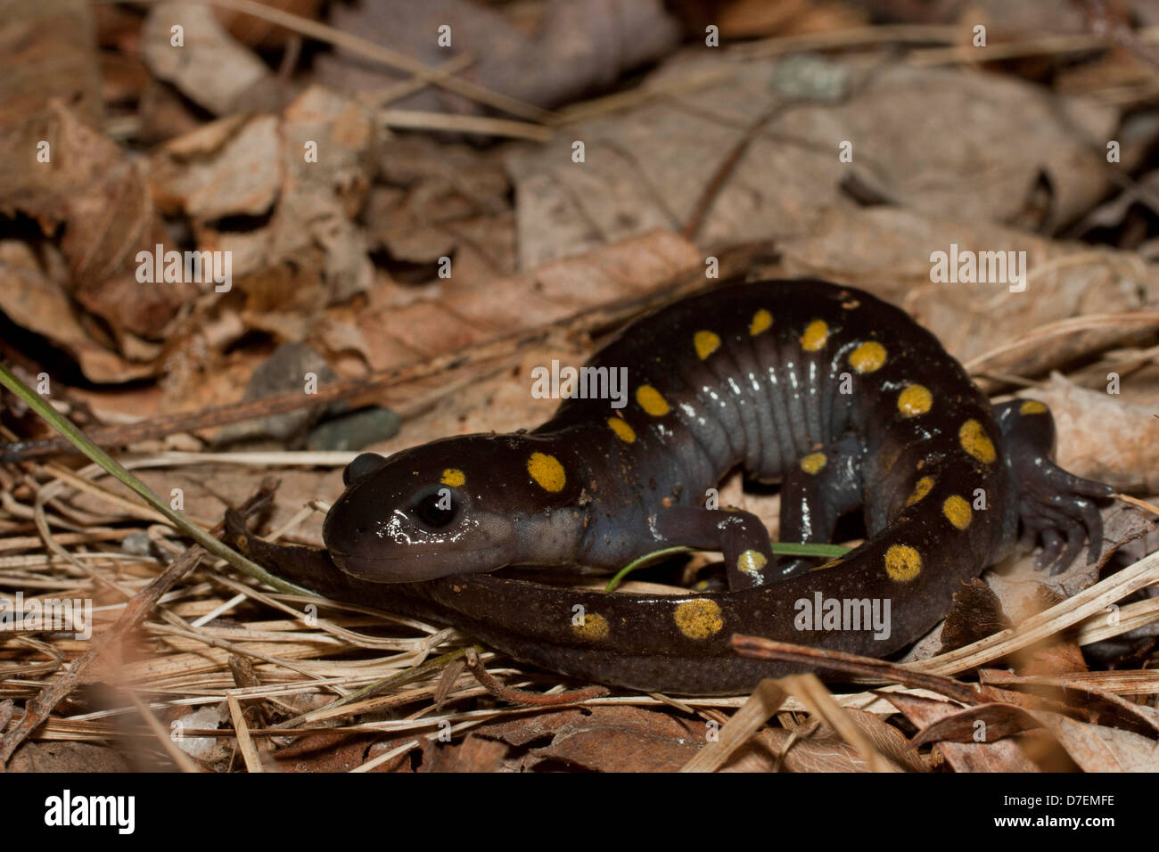 A spotted salamander in defensive display along its breeding migration ...