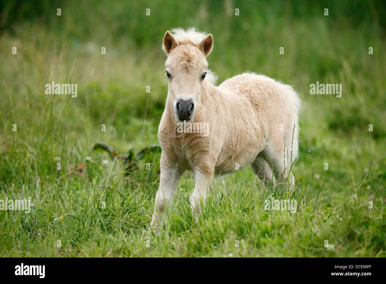 Miniature Shetland Pony foal Stock Photo - Alamy